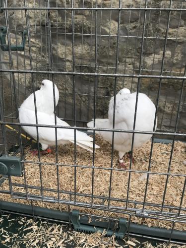 Hollie Cropper pigeons For Sale in Bishop Auckland, Co. Durham | Preloved