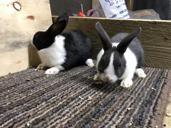 For Sale baby Dutch Rabbits For Sale in Driffield, East Yorkshire ...