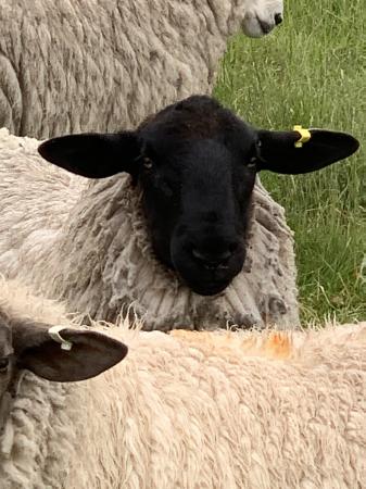 Suffolk yearling tup For Sale in Rowarth, High Peak | Preloved