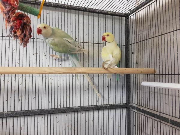 Rainbow coloured proven pair of Indian Ringnecks For Sale in Brentford ...
