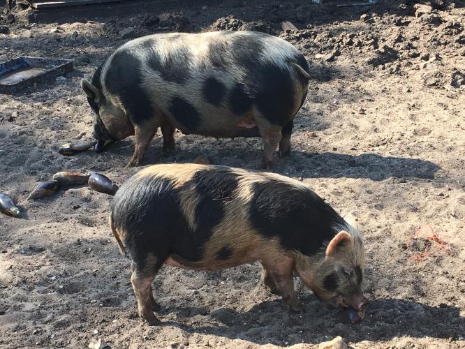 Kune Kune / micro cross pigs (sows and boars) for sale For Sale in King ...