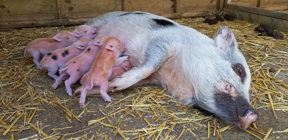 Juliana miniature pigs For Sale in Battle, East Sussex | Preloved