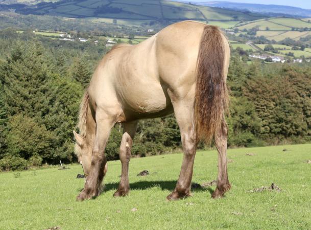 Classic Champagne Filly Cob x QH For Sale in Buckfastleigh, Devon ...
