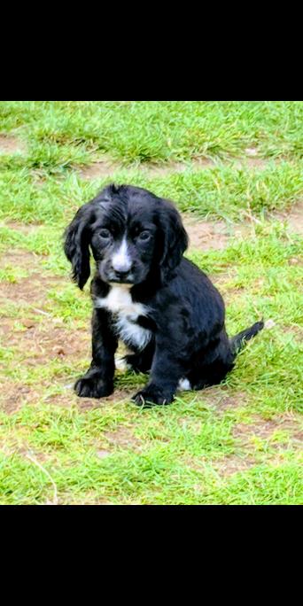 Dogs & Puppies, Rehome Buy and Sell | Preloved