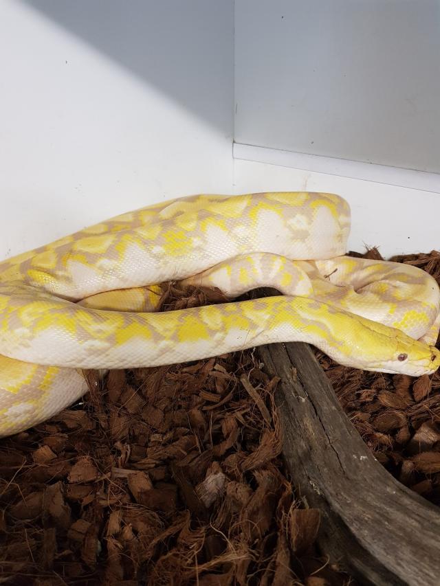 Reticulated Python For Sale in Redruth, Cornwall | Preloved