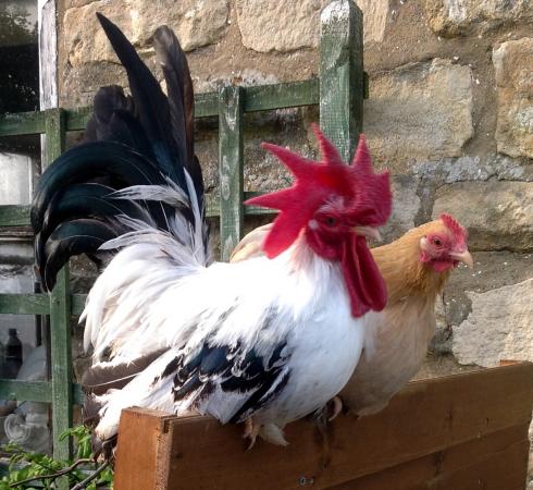 Breeding pair of Japanese Chabo bantams. Stunning plumage. For Sale in ...