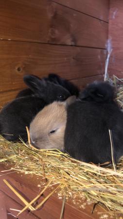 Rare breed swiss fox baby rabbits For Sale in Salisbury, Wiltshire ...