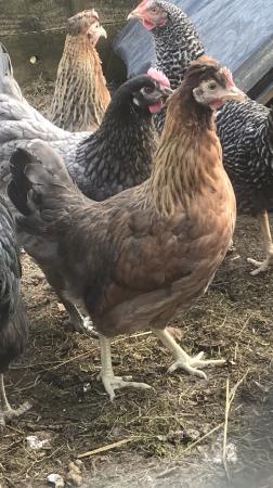 POL Skyline hybrid chickens For Sale in Woodbridge, Suffolk | Preloved