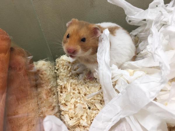 Syrian Hamsters male and female For Sale in Hemel Hempstead ...