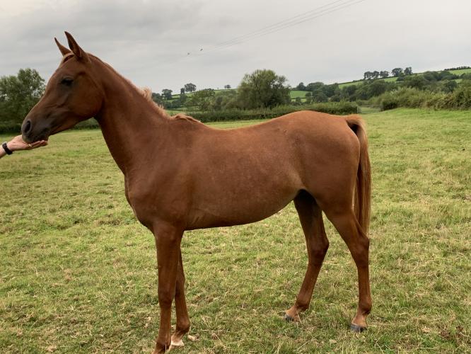 Chestnut Roan Arab colt For Sale in Bristol | Preloved