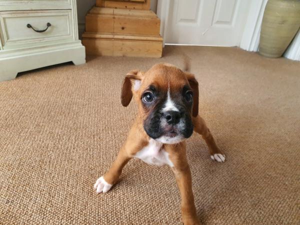 bobtail and tailed Boxer Puppies For Sale in Ashby Scunthorpe, North ...