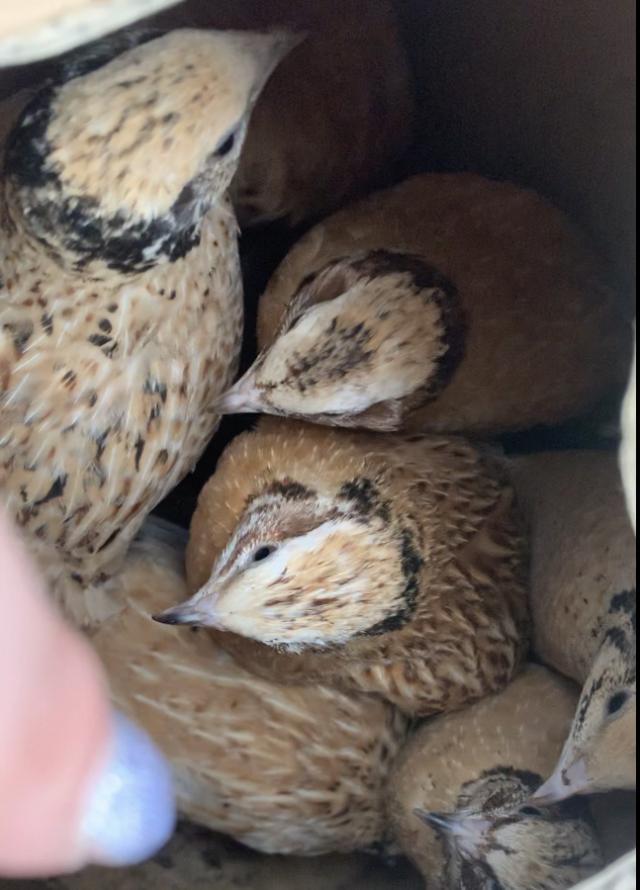 Italian Quail Available For Sale in Totton, Hampshire | Preloved