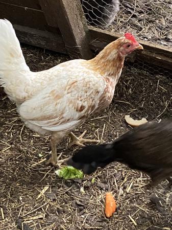 Oxford Old English Game Hens For Sale in Crosskeys, Caerphilly | Preloved