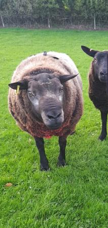 Pure Blue Texel Tup For Sale in Winterly, Sandbach, Cheshire | Preloved