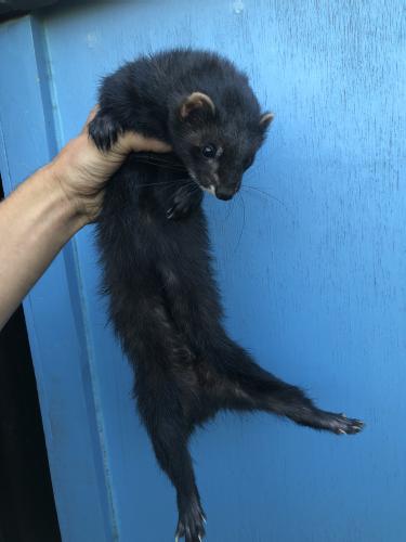 Blackself black ferrets For Sale in Pickering, North Yorkshire | Preloved