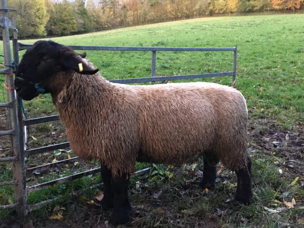 Suffolk tup lambs For Sale in Monmouth, Monmouthshire | Preloved