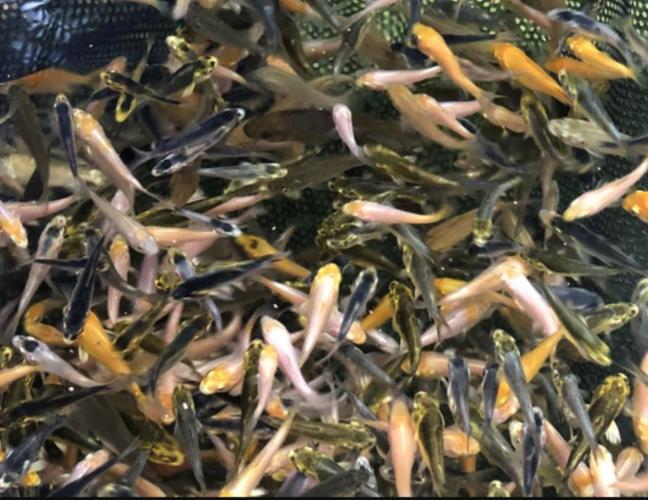 koi fry for sale For Sale in Chellaston, Derby | Preloved