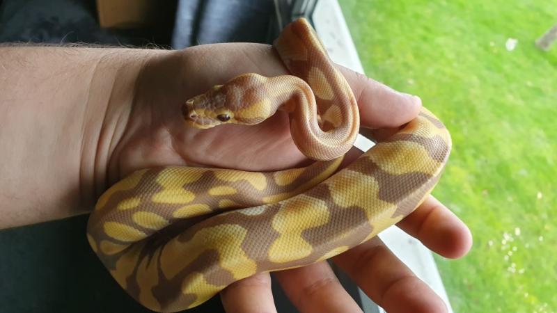 Toffee ball pythons for sale For Sale in Maidstone, Kent | Preloved