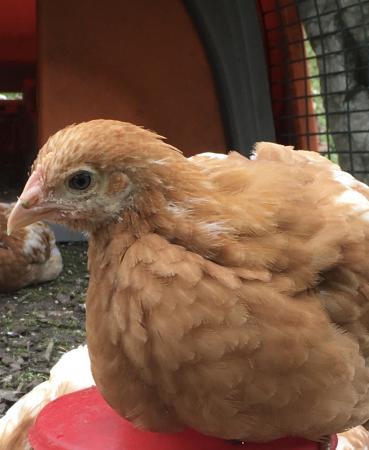 Young Hybrid Chickens (Hyline Brown) Hens (LAST FEW) For Sale in ...