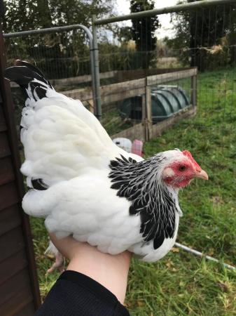 Poultry For Sale in Dereham, Norfolk | Preloved