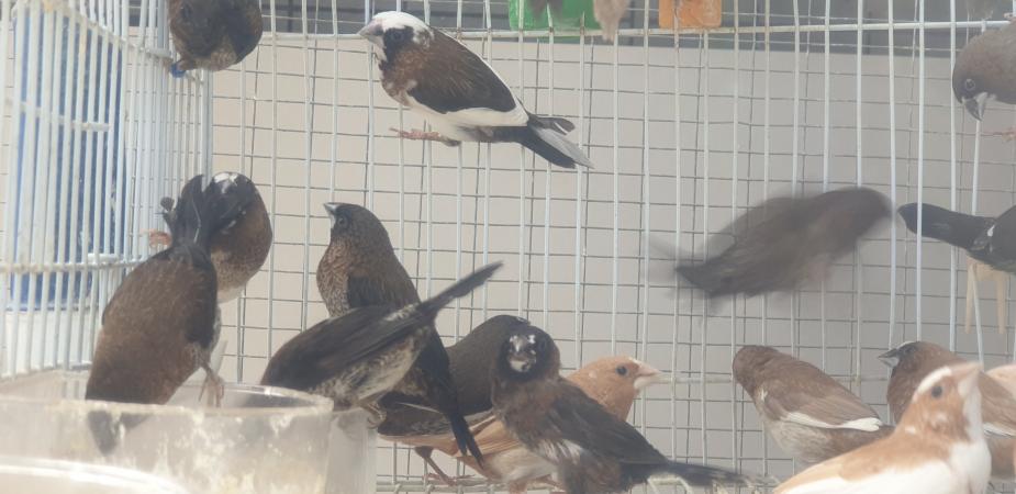 bangles finch for sale For Sale in Harrow, London | Preloved