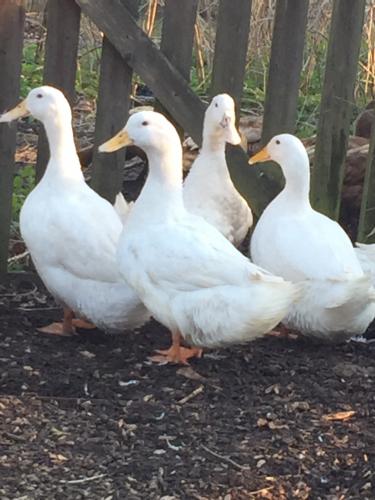 CHERRY VALLEY Ducklings,Ducks and hatching or eating egggs For Sale in ...