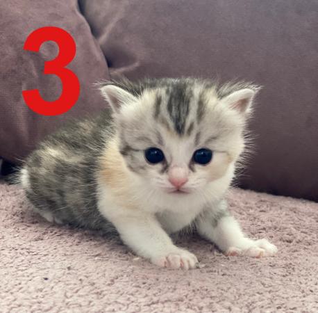 Pedigree Ragdoll x British Shorthair Bengal X kittens For Sale in ...