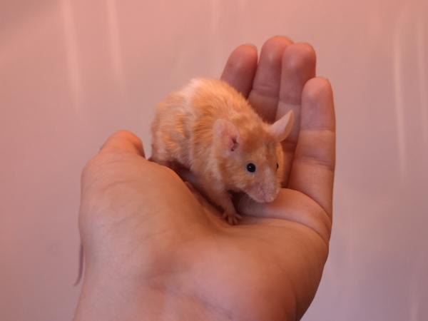 Pet Fancy Mice For Sale For Sale in Northampton, County (Optional ...