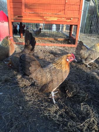 Gold Dutch bantams For Sale in Marks Tey, Colchester, Essex | Preloved