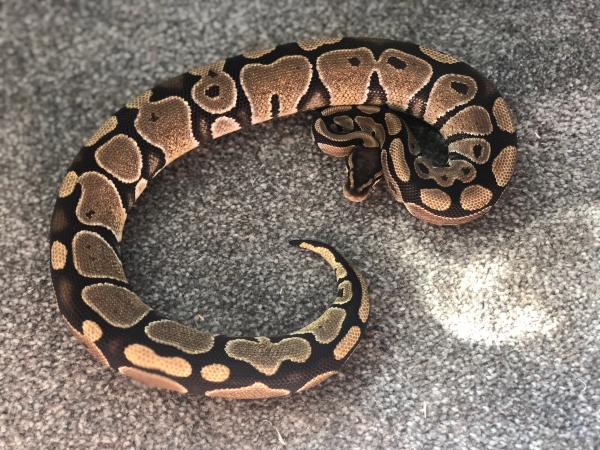 Royal / Ball Pythons (Butter Pastel/ Normal/wild type) For Sale in ...