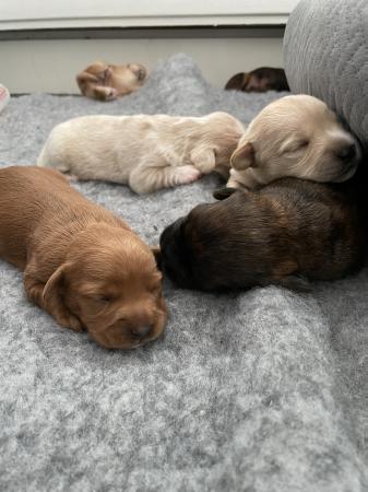 Frenchie cross Cavapoo puppies for sale For Sale in Milton Keynes ...
