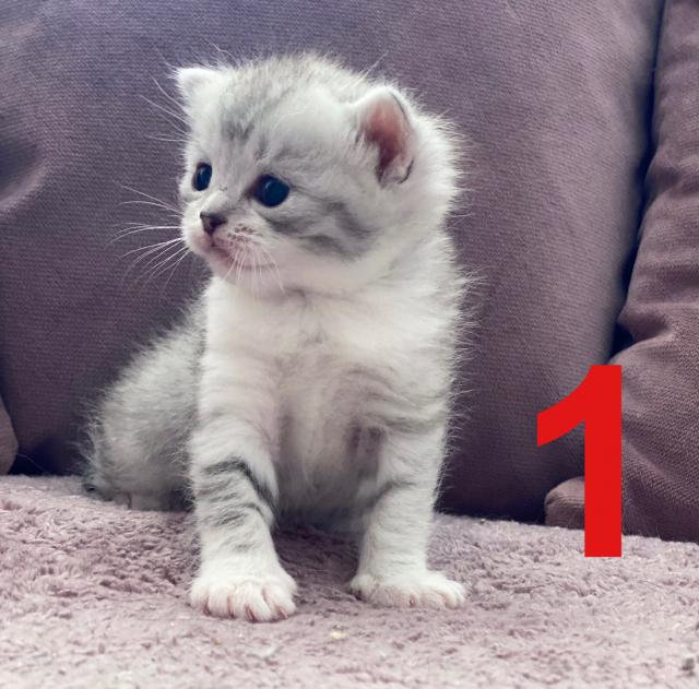 Pedigree Ragdoll x British Shorthair Bengal X kittens For Sale in ...