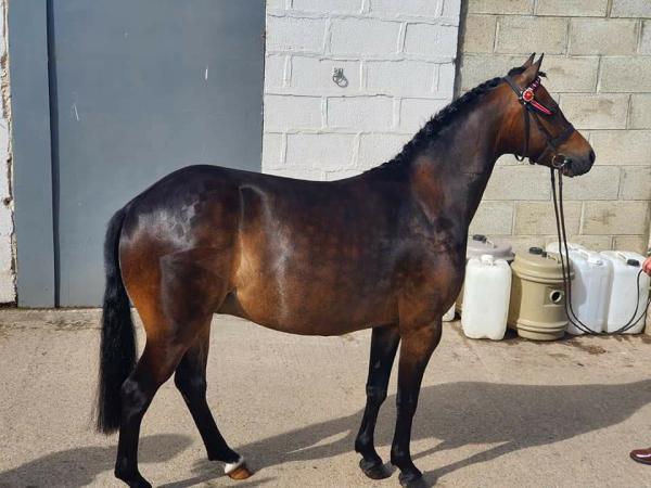 beautiful 12HH show pony For Sale in Bingley, West Yorkshire | Preloved