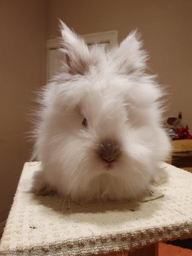 Nice Lionhead mix For Sale in Bala, Gwynedd | Preloved