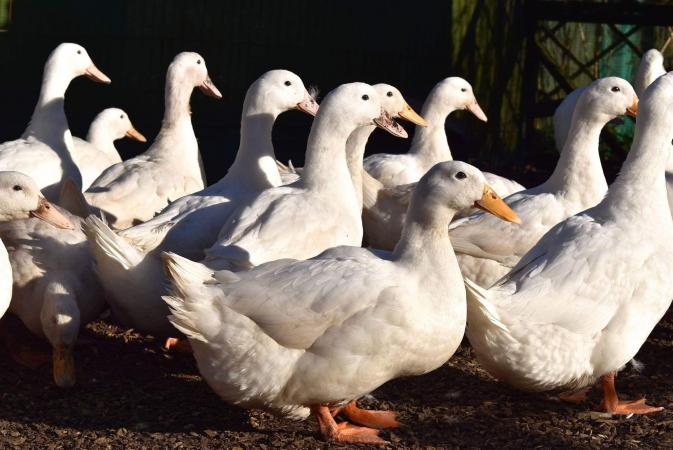 CHERRY VALLEY Ducklings,Ducks and hatching or eating eggs For Sale in ...