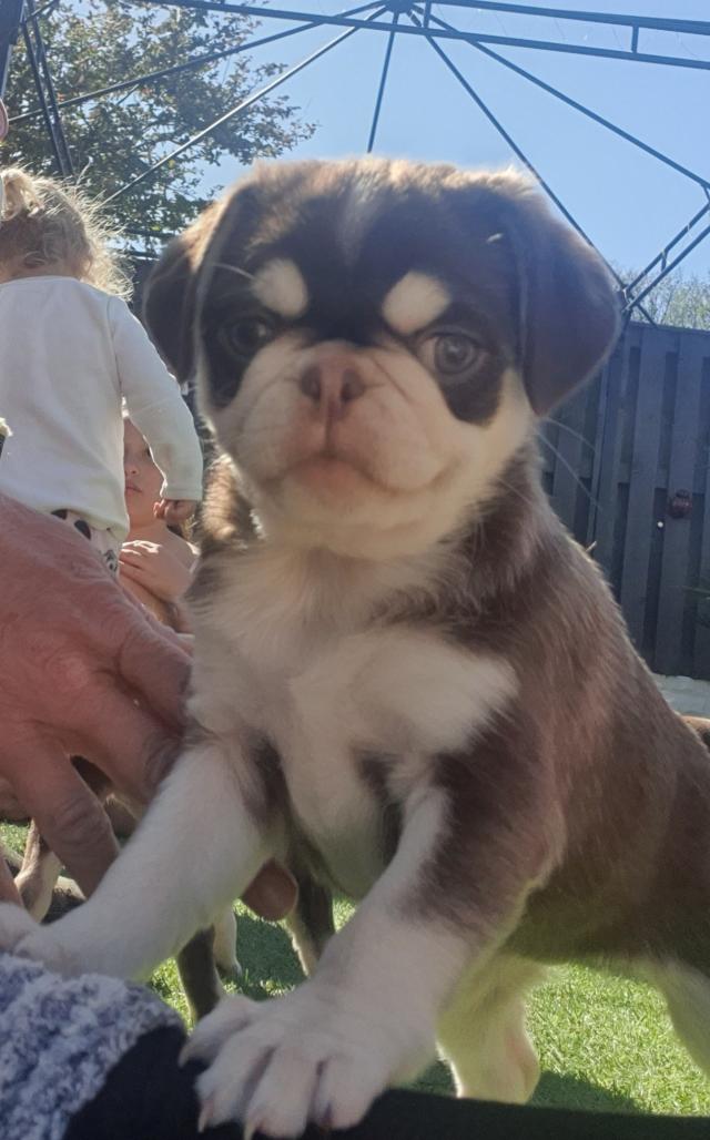 !!!sold ! Stunning Girl PANDA PUG PUPPY !!!! For Sale in Sheffield ...