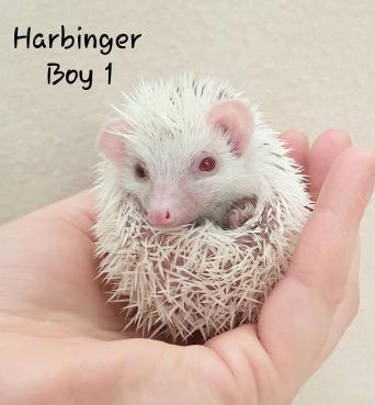 Exotic Pets, Rehome Buy and Sell | Preloved