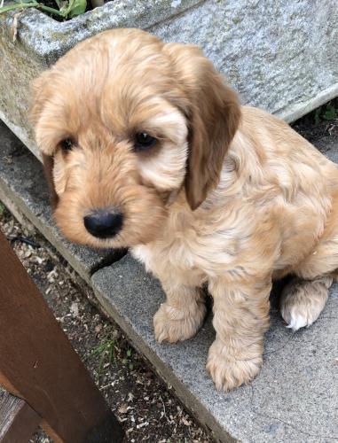 Gold cockapoo’s licensed breeder For Sale in Stevenage | Preloved