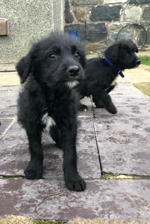 Colliepoo puppies ready now three left For Sale in Bangor, Gwynedd ...
