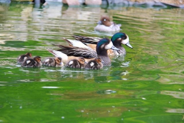 ornamental ducks wildfowl waterfowl For Sale in Spalding, Lincolnshire ...