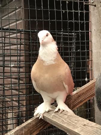 Fancy pigeons available For Sale in Halifax, Yorkshire | Preloved