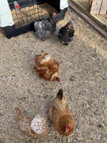 Poultry and Game, For Sale | Preloved