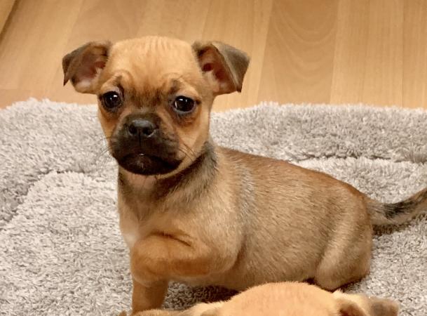 Gorgeous jug puppies for sale For Sale in Chichester, West Sussex ...
