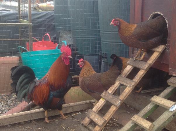 Welsummer Bantam Hatching Eggs For Sale In Sleaford Lincs Preloved