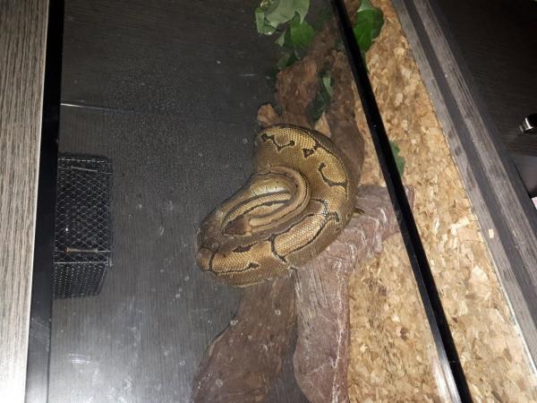 Female Royal python with 4ft reptile vivarium, fully set up For Sale in ...