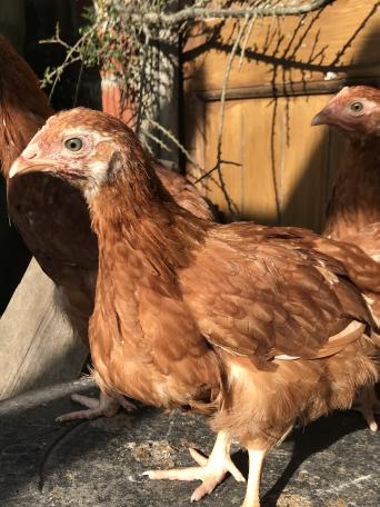 warren chickens - Local Classifieds | Preloved