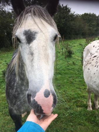 Dapple grey cob gelding For Sale in Belper, Derbyshire | Preloved