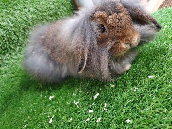 male lionhead cross lop rabbit For Sale in Durham, County Durham | Preloved