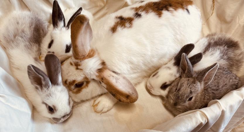 Gorgeous Baby rabbits For Sale in Scarborough, North Yorkshire | Preloved