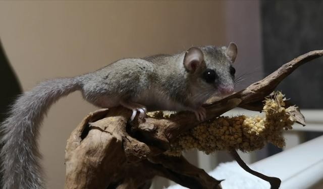 Micro Squirrels /African Pygmy Dormice For Sale in Northampton, County ...